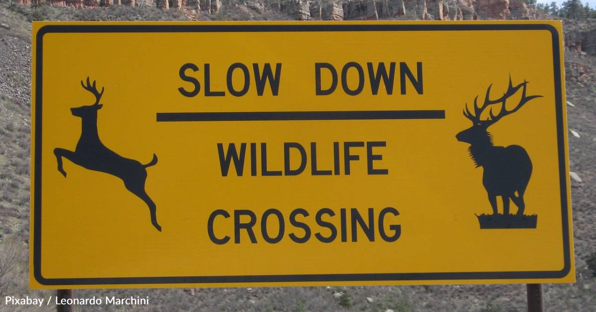 Elk Politely Cross Road at 'Elk Crossing' Sign | GreaterGood