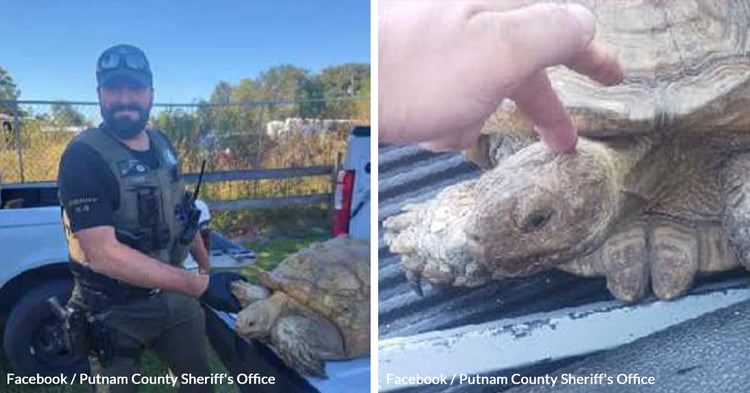 Runaway Pet Tortoise Reunited with Owners After 3 Long Years | GreaterGood