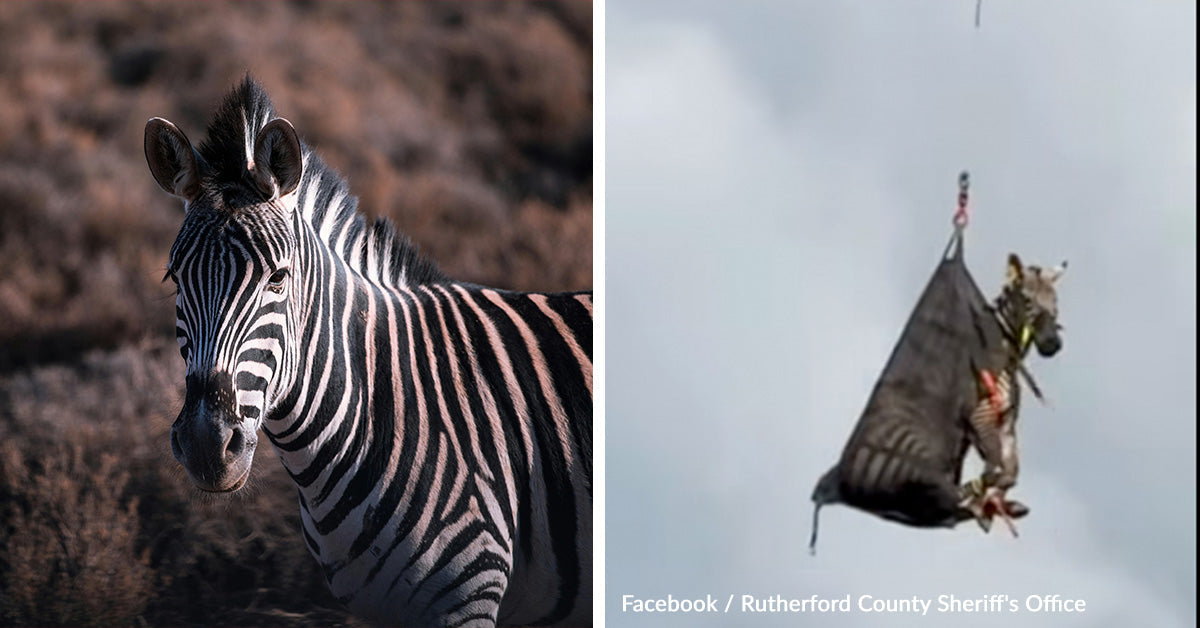 Runaway Zebra Airlifted Back Home After Wild Week Dodging Tennessee Authorities | GreaterGood