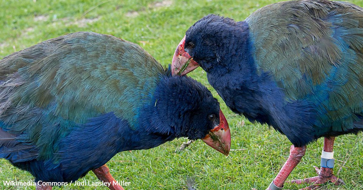 The Return of Takahē: A Conservation Triumph in New Zealand | GreaterGood