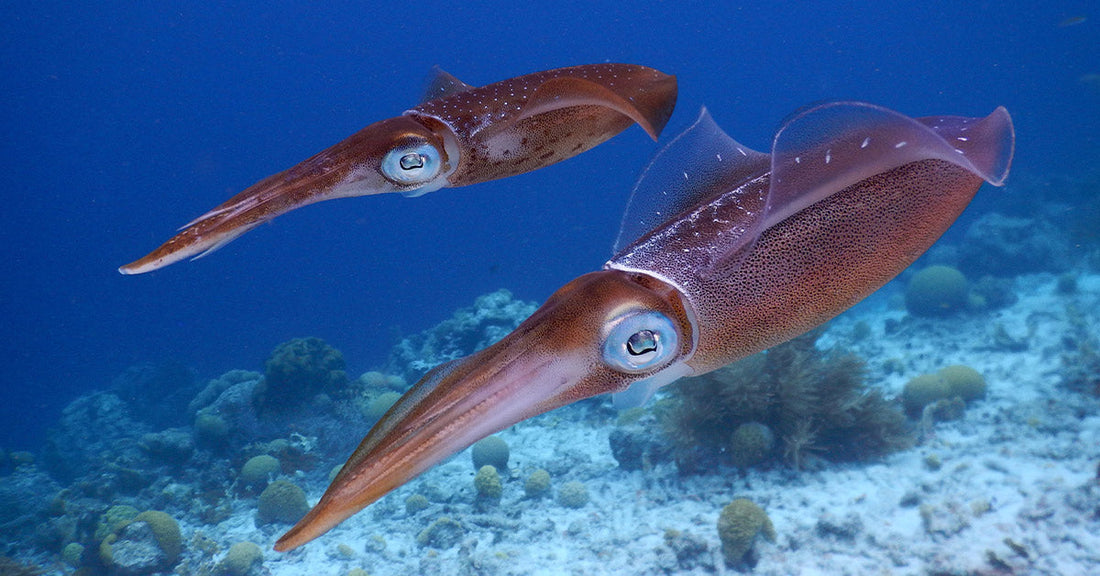 Penguins And Whales Stand To Lose As Squid Stocks Collapse In The South ...