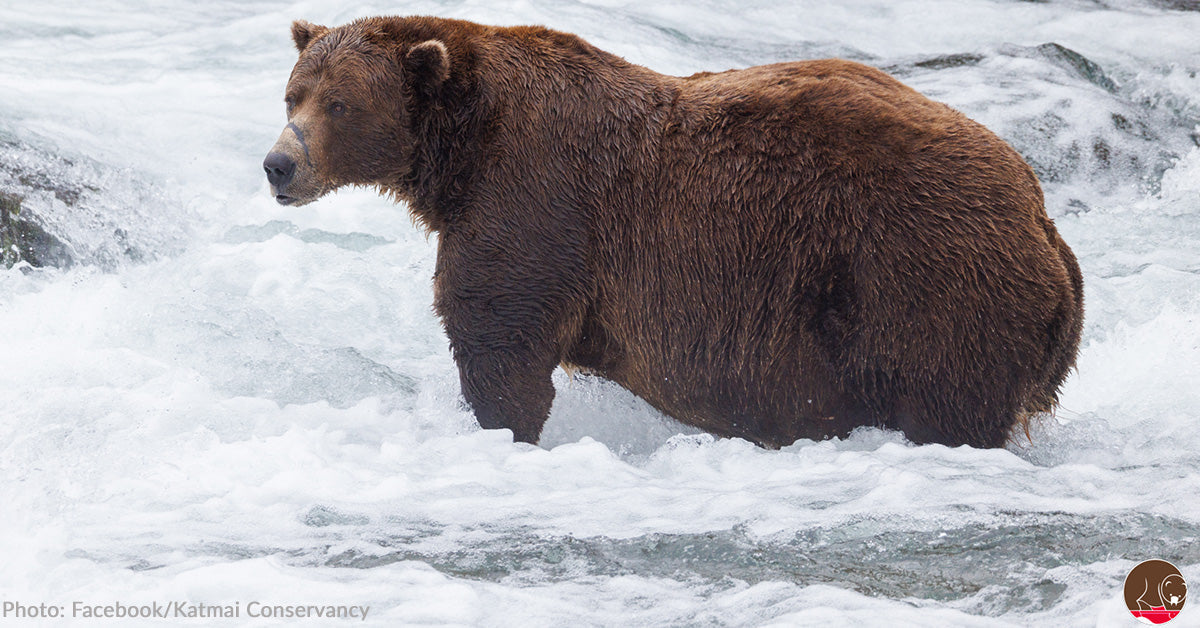 Fat Bear Week Winner for 2025 is Chunk 32 | GreaterGood