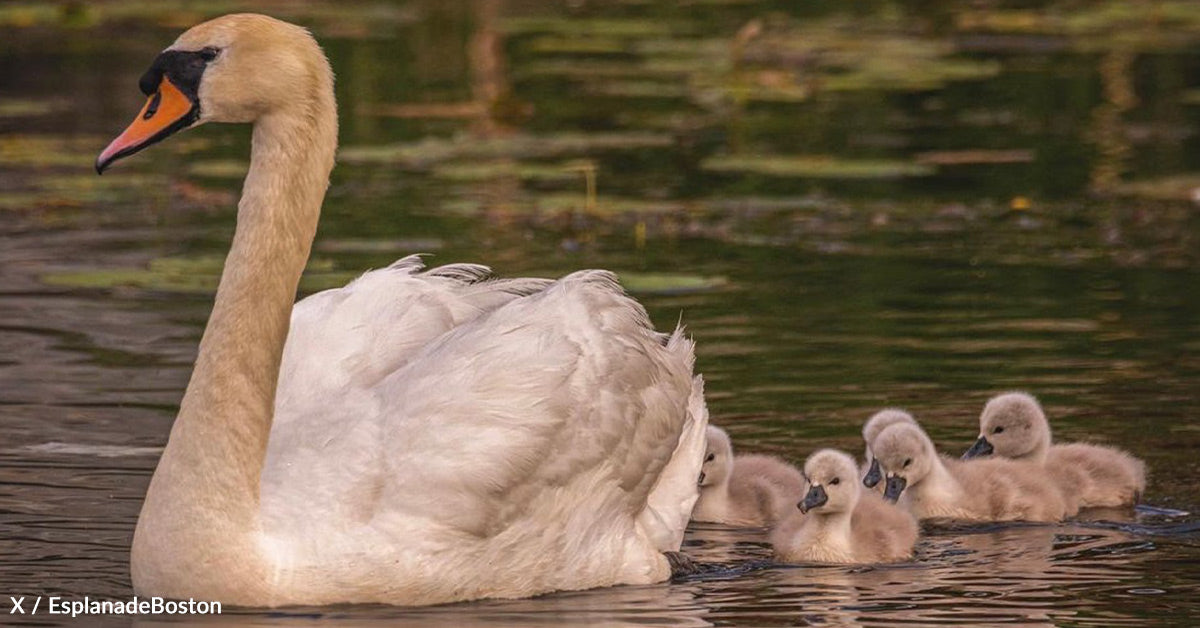 Grieving Swan Father Becomes the Hero His Cygnets Need | GreaterGood