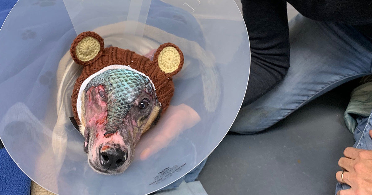 Veterinarian Uses Fish Skin To Help Treat Severely Burned Dog | GreaterGood