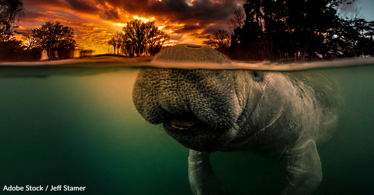 See How Your Donations Are Making A Difference By Protecting Manatees ...