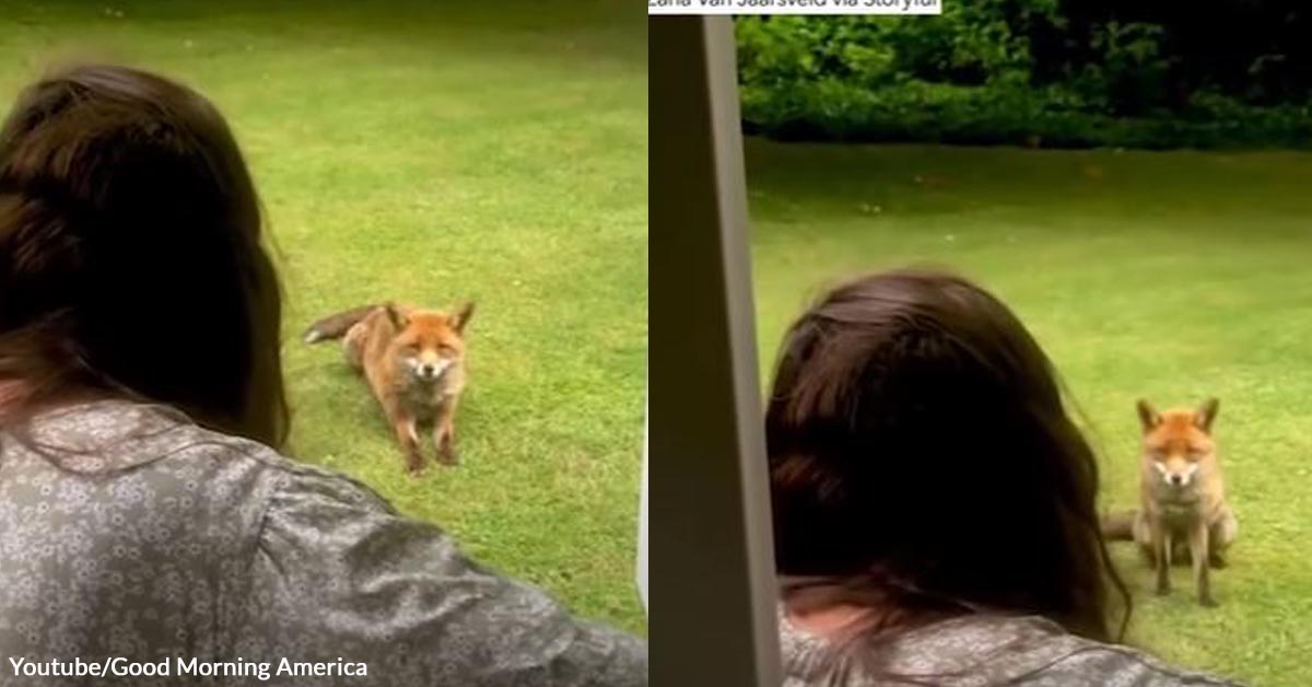 Woman Dedicates a Beautiful Lullaby To Her Daily Fox Visitor | GreaterGood
