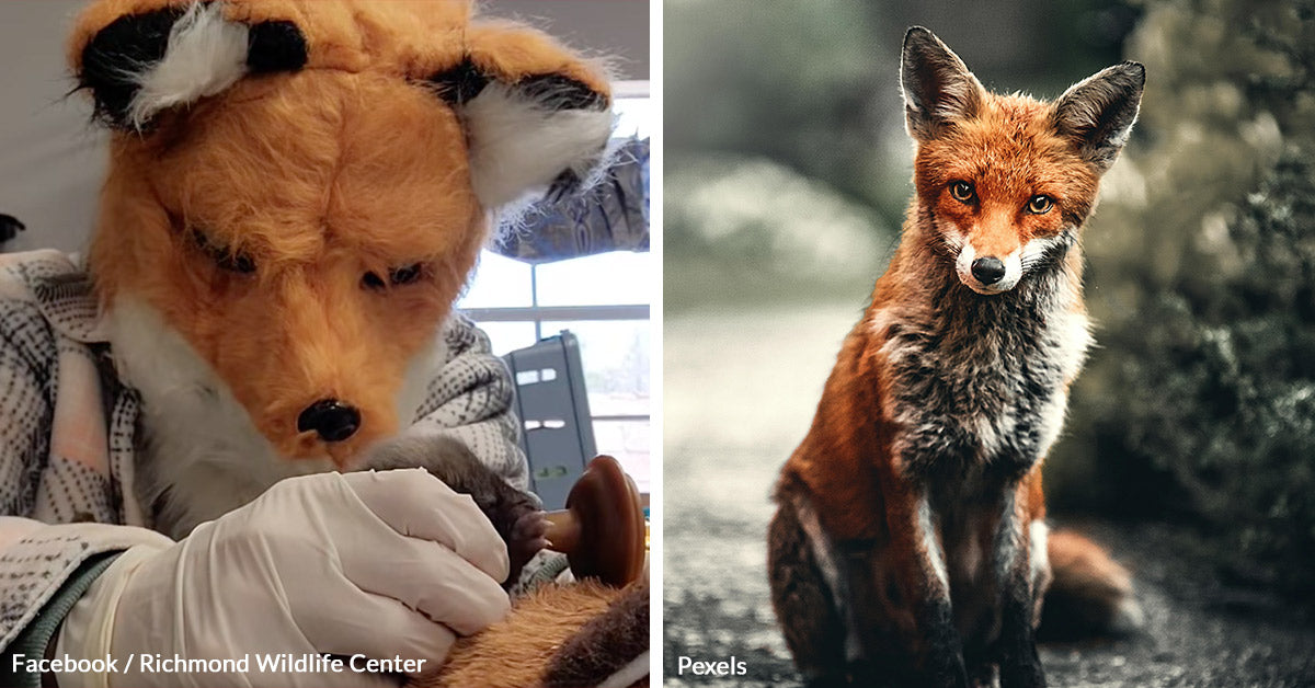 Wildlife Heroes Use Cunning Disguise to Save Orphaned Kit from the ...