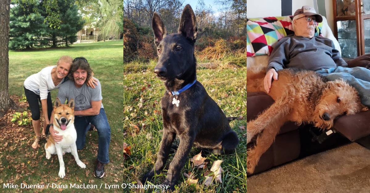 Three Loving Dogs Help Their New Families Heal From the Loss of Their ...