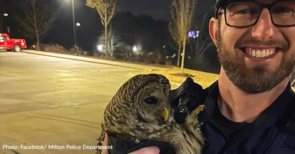 Georgia Police Officer Rescues Injured Owl "Owen" From Middle of Road ...