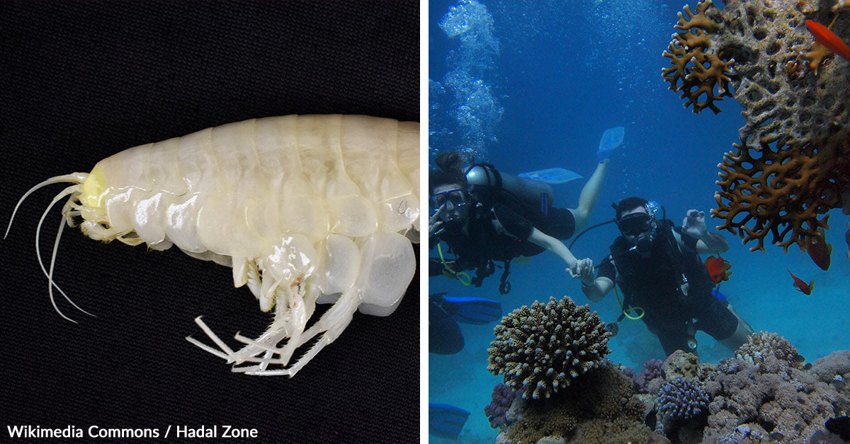 Mysterious Supergiant Crustacean May Dominate the Deep Sea | GreaterGood