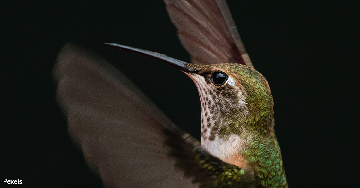 Hybrid Hummingbird Stuns Scientists: The Gold-Feathered Enigma of the ...