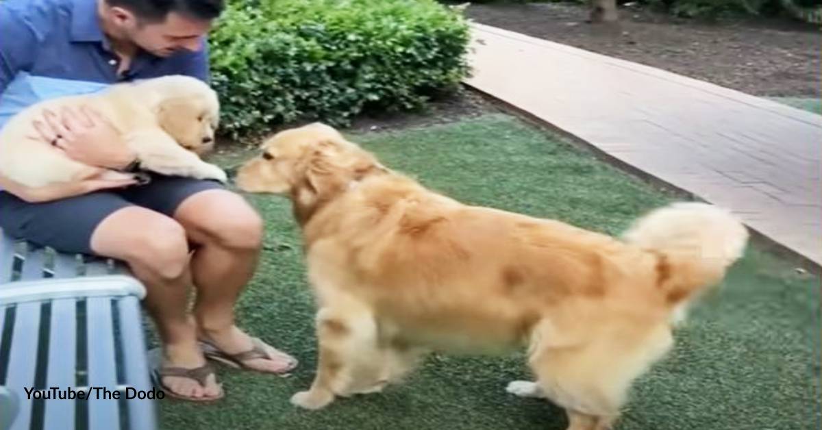 Here's How How This Jealous Golden Retriever Learned to Love Her New Little Sister | GreaterGood
