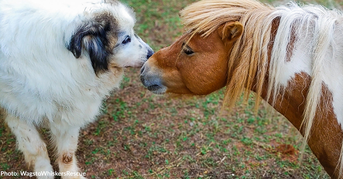 Unruly Mini Horse Forms Adorable Friendship with Dog He Meets at Rescu ...