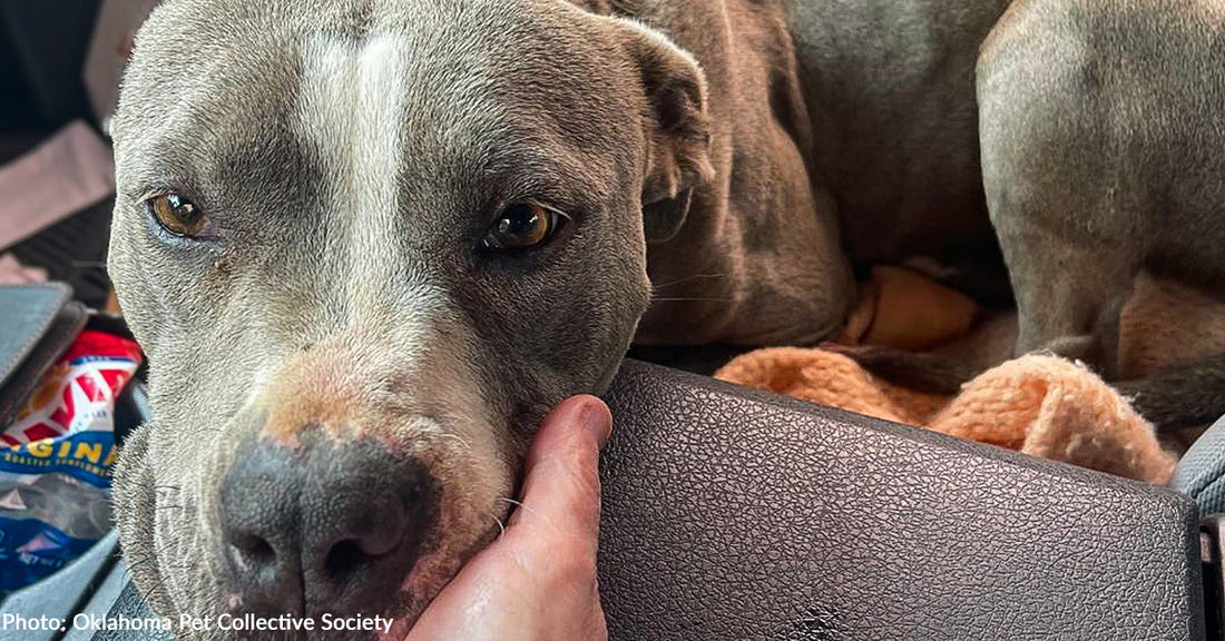 Emaciated Dog Abandoned in Backyard Learns to Trust and Love Again ...