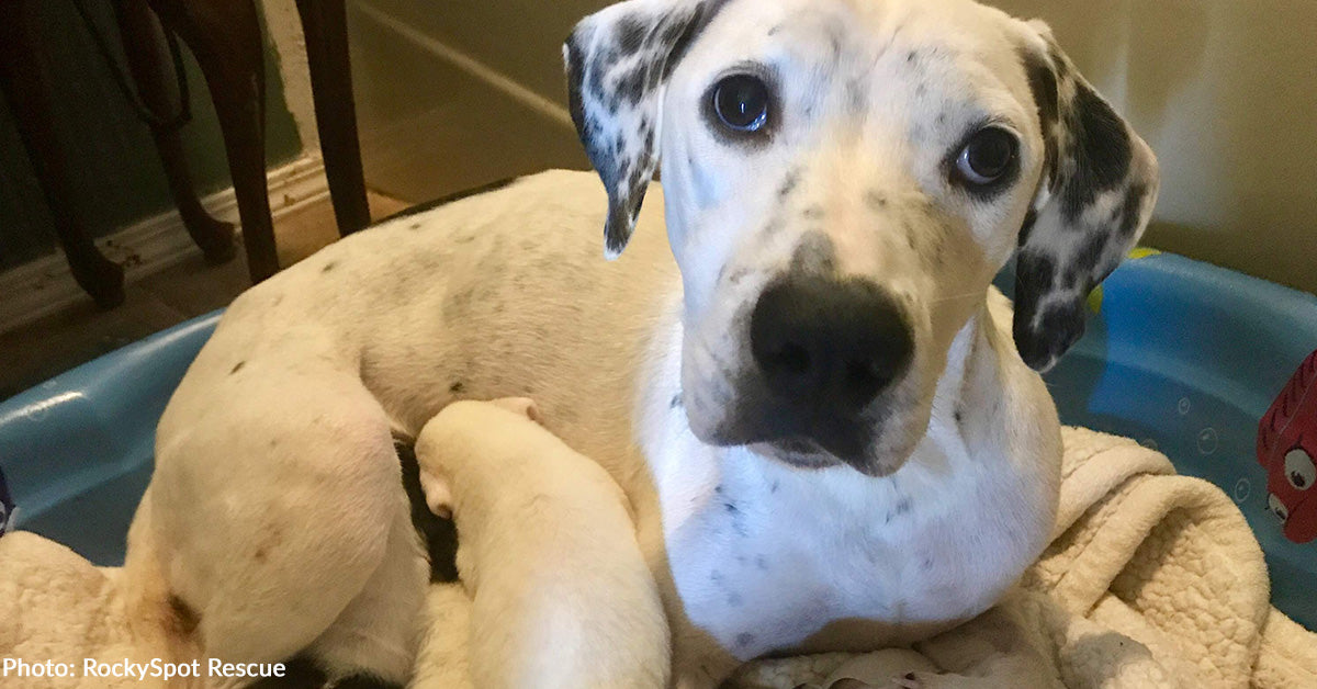 Feral Dog Survives Devastating Loss And Transforms Into Playful Pup ...