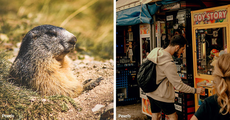 Pennsylvania Mini-Golf Course Stunned by Groundhog in Claw Machine ...