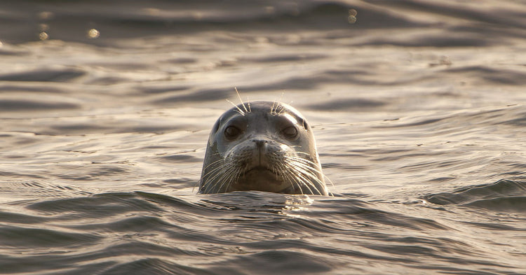 Desperate Seal Leaps for Its Life, Landing in Photographer's Boat in ...