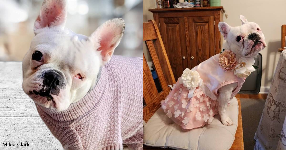One-Eyed French Bulldog Wins Hearts As Rescue Animal Ambassador ...