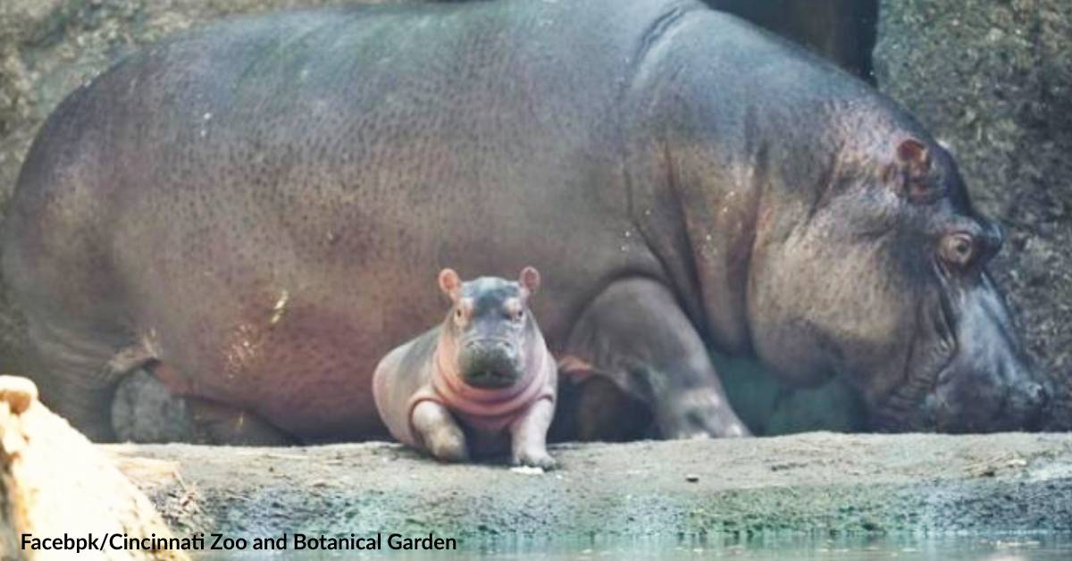 Bibi, the 23-Year-Old Hippo, Gives Birth to a Baby Boy at a Cincinnati ...