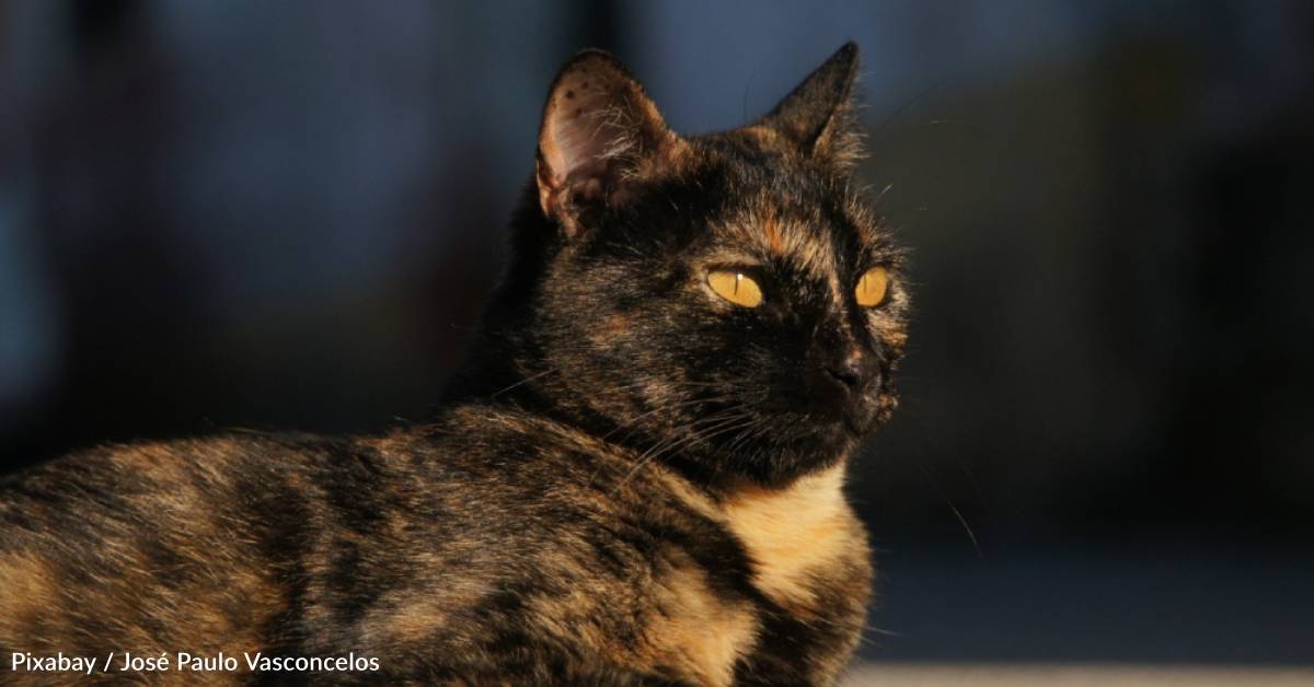 Cat Finds Forever Home, But Takes Two Weeks to Stop Hiding | GreaterGood