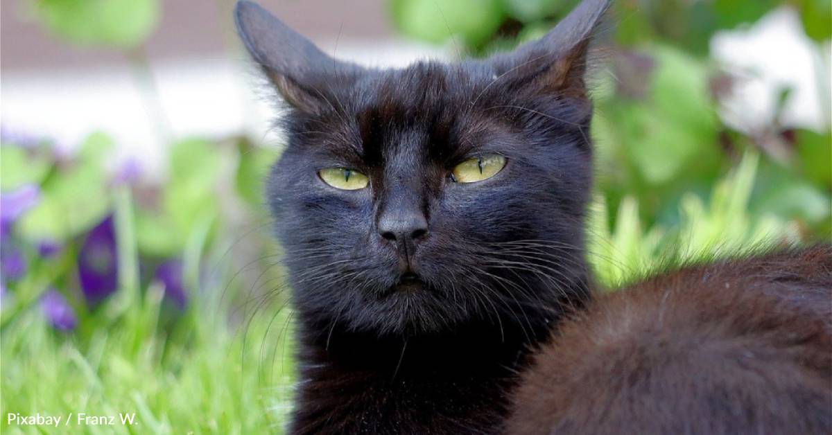 Cat Greets Potential Adopter with a Claw Swipe, But She Brings Him Home ...