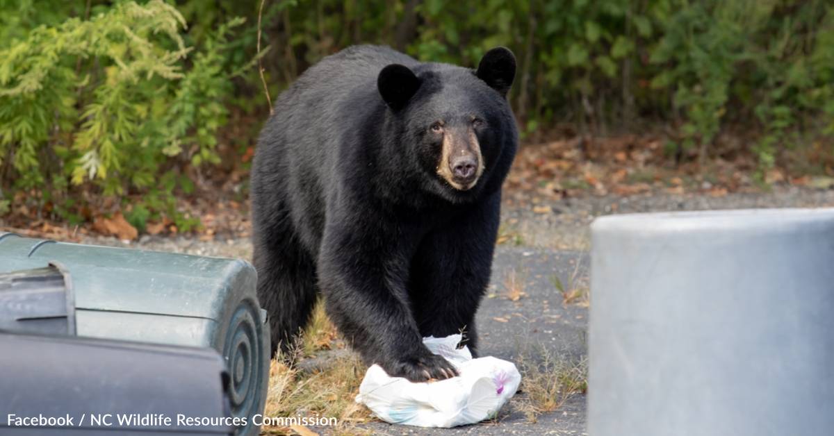 Human-Bear Interactions Up in North Carolina As Area Works to Recover From Helene | GreaterGood