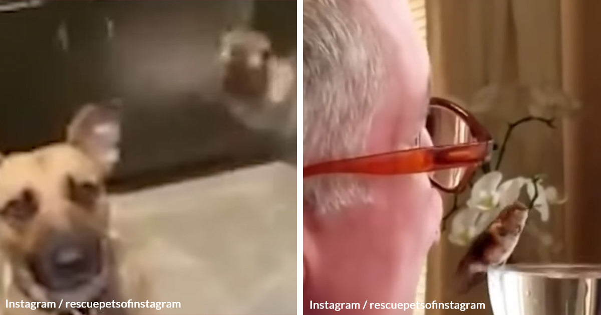 The Unlikely Friendship Between Rex the Dog and Hummer the Hummingbird ...