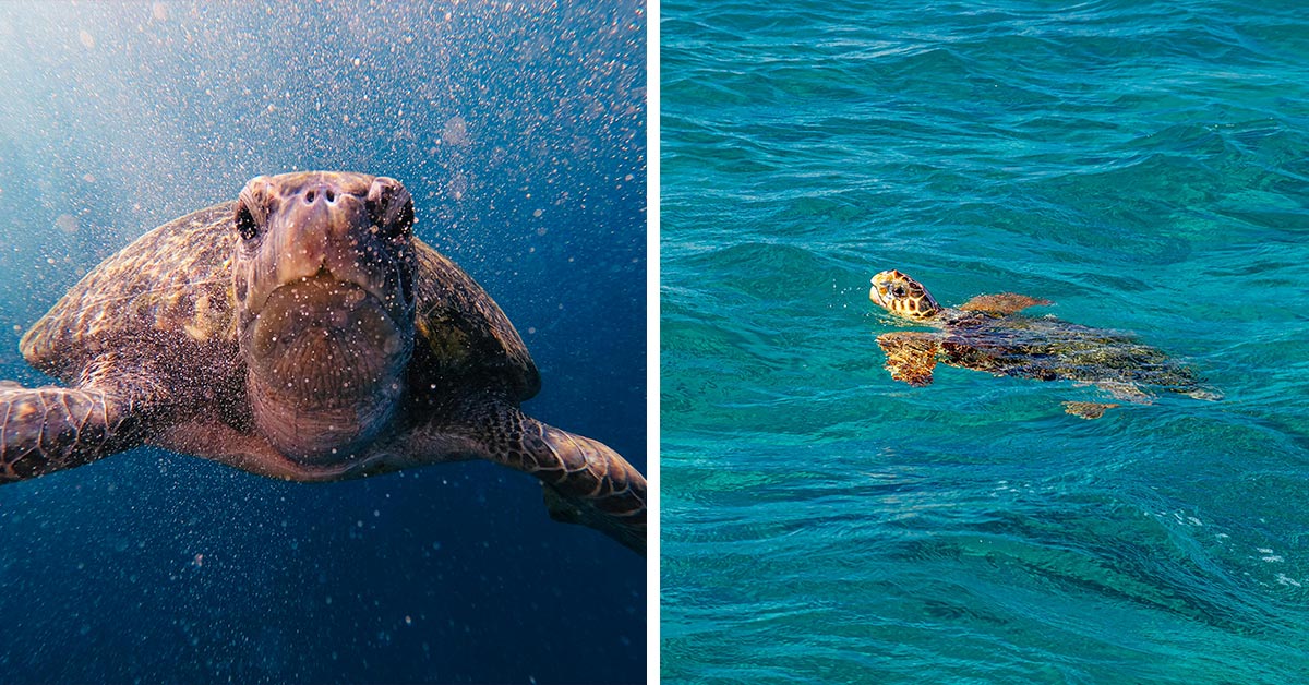 Hurricane Erin Sweeps Away Fragile Sea Turtle Nests Leaving Heartbreak ...