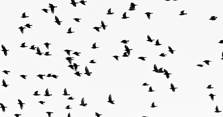 Birds Caught in Deadly Eye of Hurricane Helene Face a Fight for ...