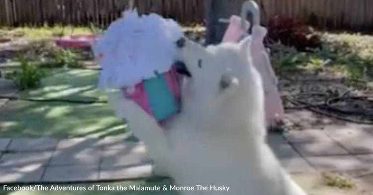 Siberian Husky Has a Blast Cracking Open Her Birthday Piñata | GreaterGood