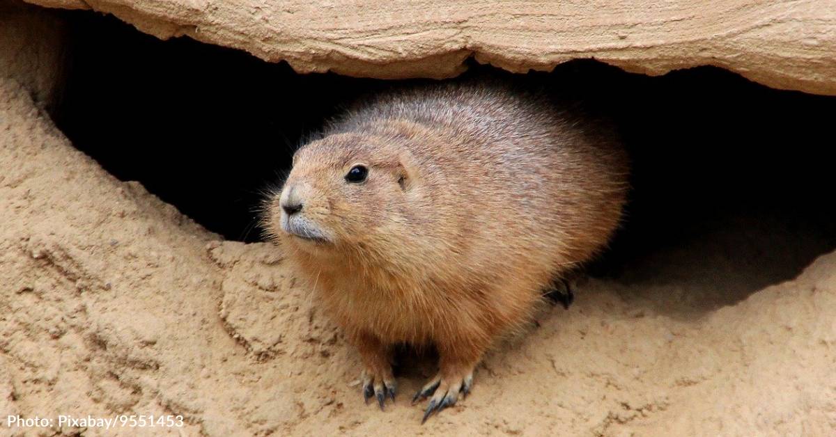 9 Interesting Facts About Groundhogs | GreaterGood