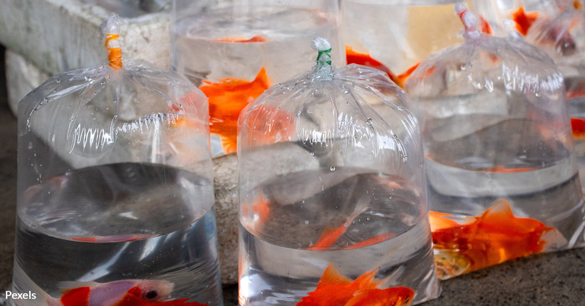 Pet Goldfish Turn Ecological Predators in Precious Freshwater Great La ...