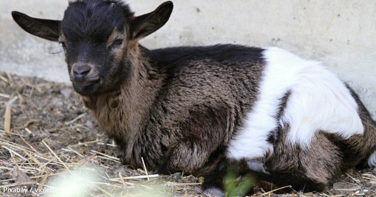 Baby Goat Thrives After Having Two Legs Amputated | GreaterGood