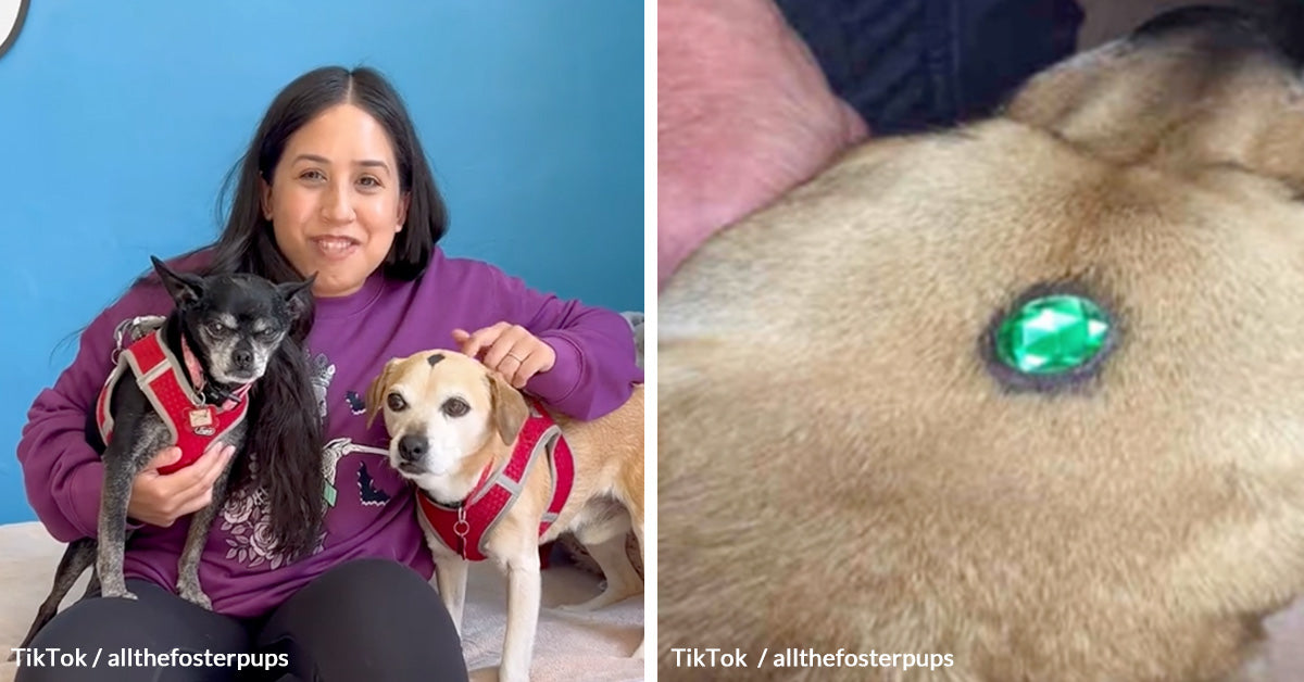 Before Their Viral TikTok Video, Senior Dog Duo Stunned Shelter Staff ...