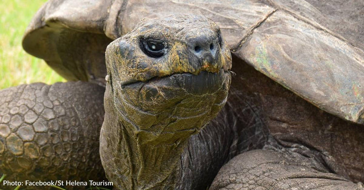 Jonathan The Giant Tortoise Celebrates His 190th Birthday And Becomes ...