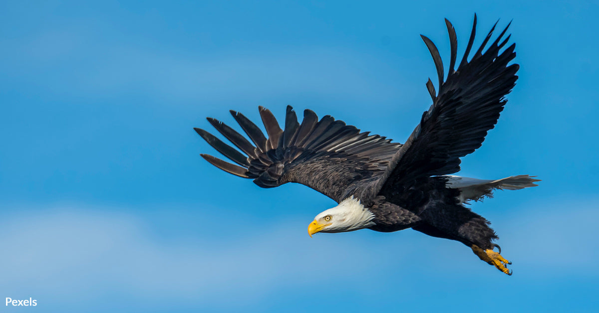 Eagle's Astonishing Swim Captivates Millions In Viral Video | GreaterGood
