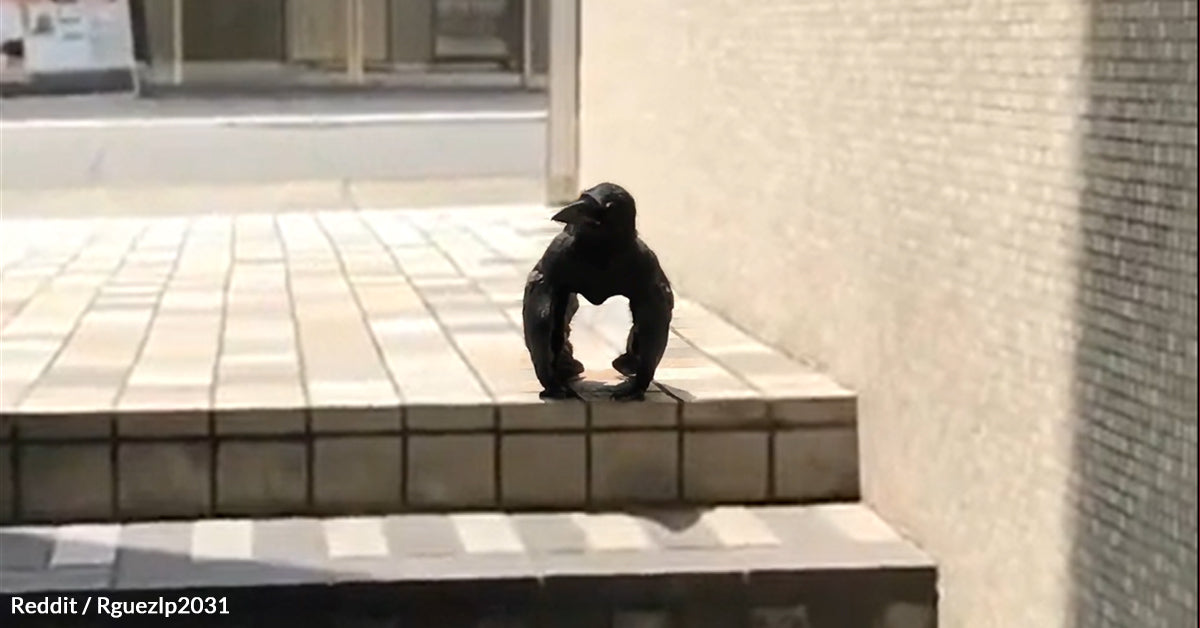 Video Of A Bird That Looks Like A Gorilla Captivates Reddit | GreaterGood