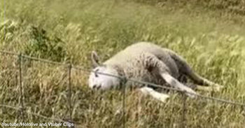 Netizens Couldn’t Help But Relate to This Video of a Lazy Sheep Lying | GreaterGood