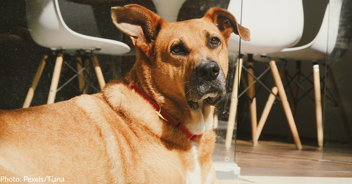 The Least & Most Expensive States To Own A Dog In 2023 | GreaterGood