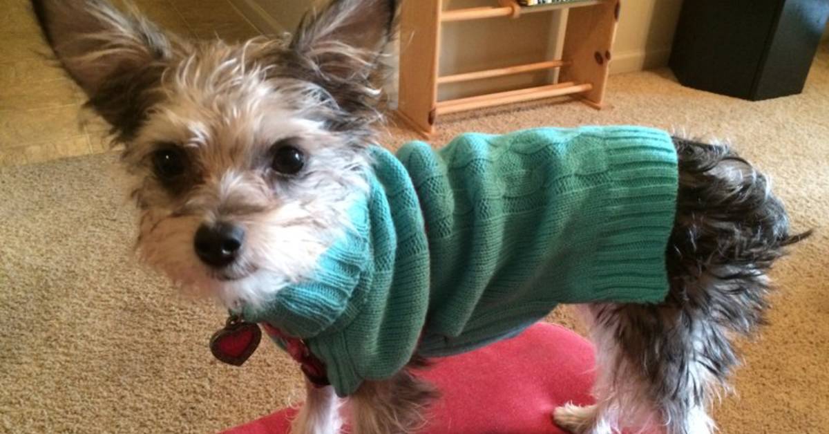 'Scrawny, Odd-Looking Dog' Changes Her New Human's Life | GreaterGood