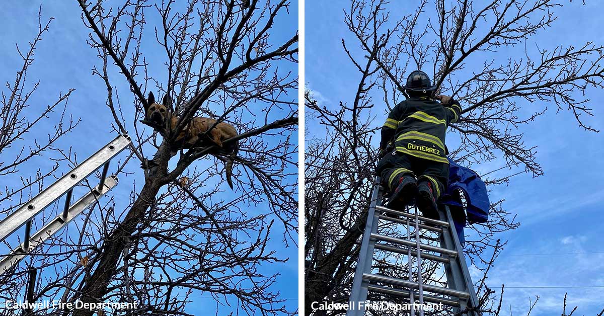Daring Rescue Frees Young German Shepherd Trapped 25 Feet Up in a Tree ...