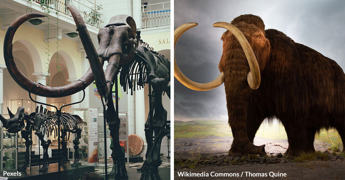 Woolly Mammoth Resurrection Could Rewrite Rules of Life and Death ...
