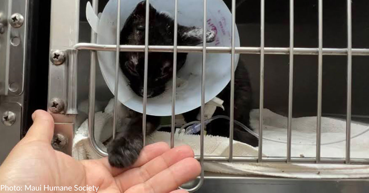 Resilient Kitten Rescued From Maui Wildfires Is Spreading Joy And Hope ...