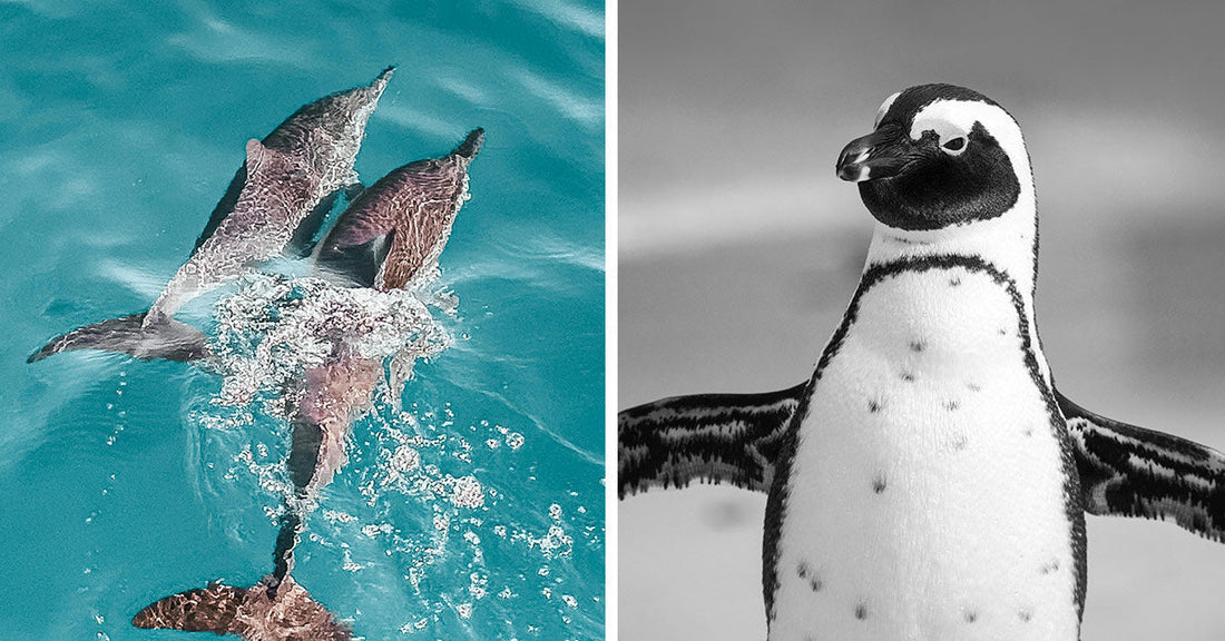 Miami Seaquarium’s Last Show Ends But The Animals Still Wait For Rescue ...