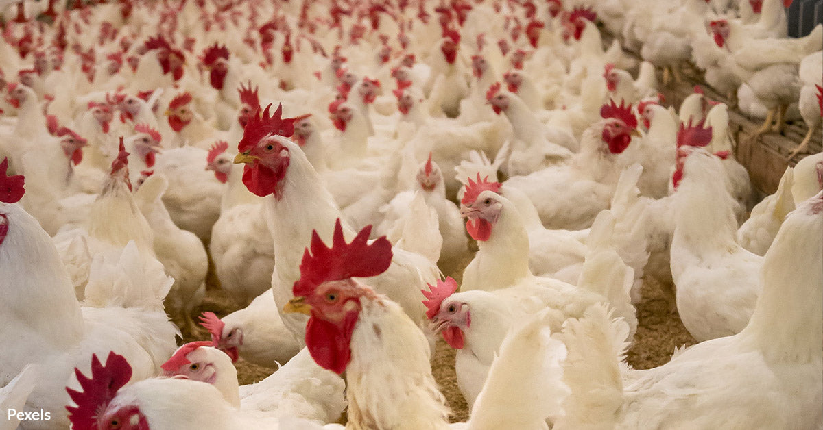 Minnesota Orders Culling of 1 Million Chickens to Halt Bird Flu Spread ...