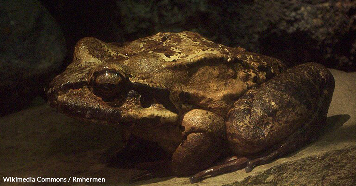 The Vanishing Mountain Chicken Frog May Be The Fastest Case Of ...