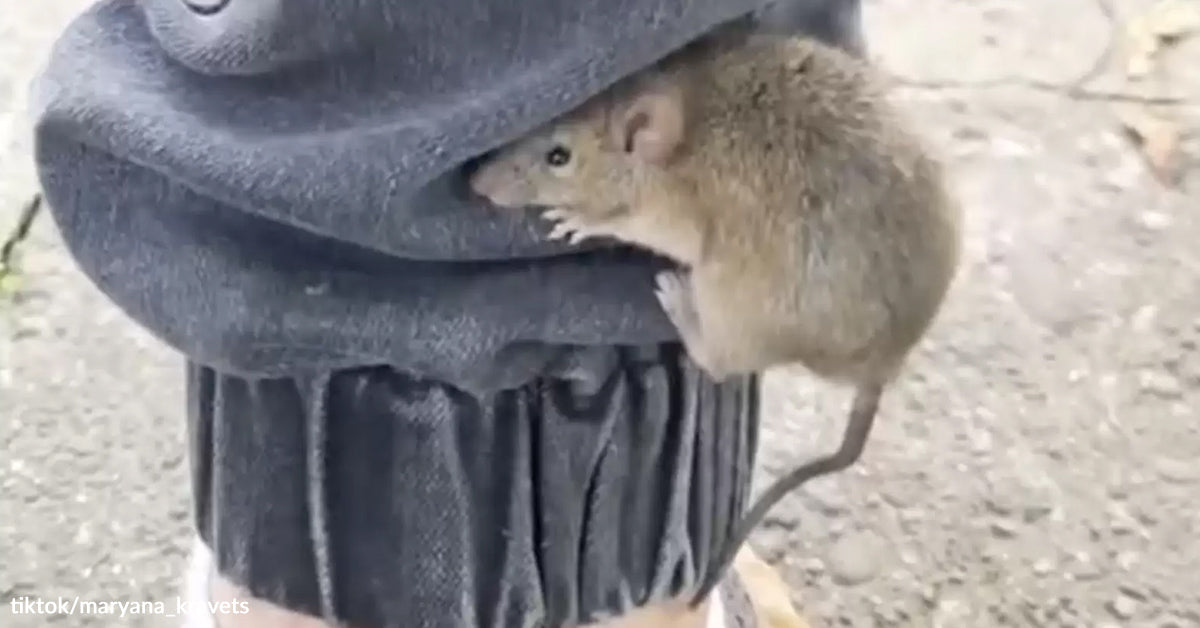 Mouse Climbs Man’s Leg While Fleeing Cat and Finds an Unexpected ...