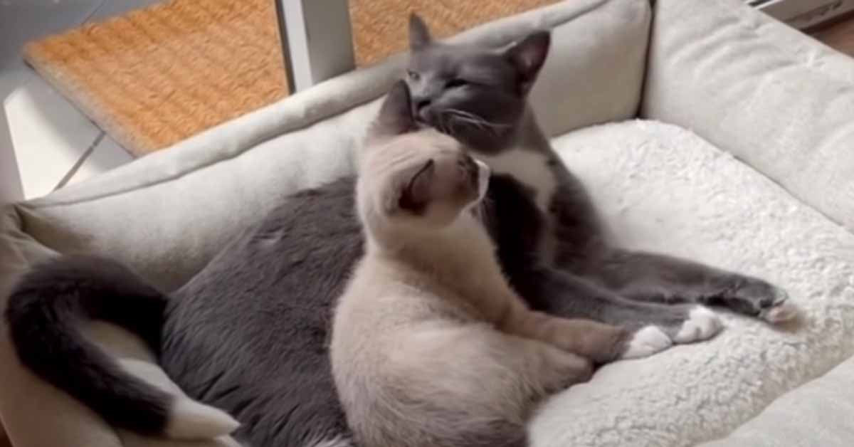 Sweet Kitten Helps Older Cat With Neurological Disease | GreaterGood