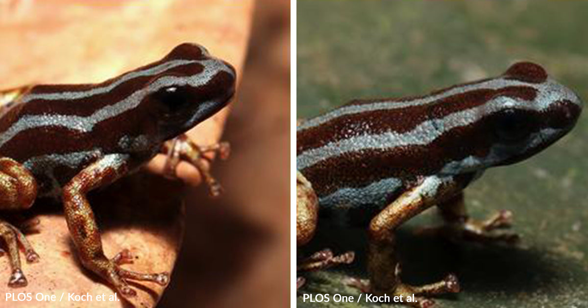 Tiny New Frogs Discovered Just as Their Habitat Begins to Vanish | GreaterGood