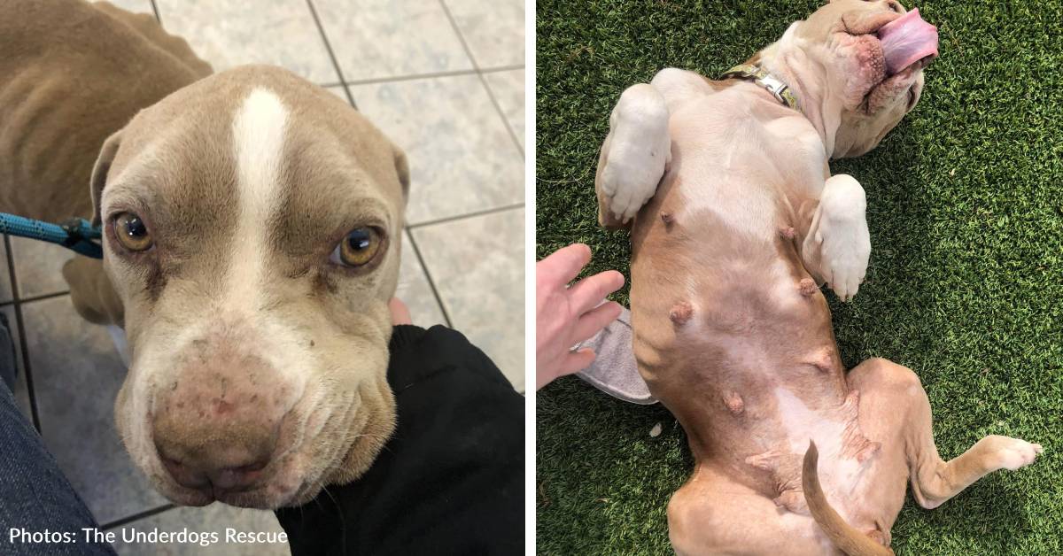 Emaciated Dog Kept Outside On Chain Her Entire Life Is Finally Learning ...
